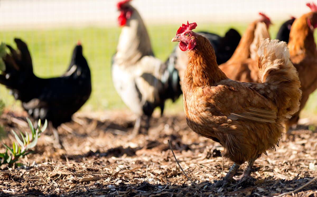 Five Common Poultry Diseases: Recognize and Treat - Melissa K. Norris