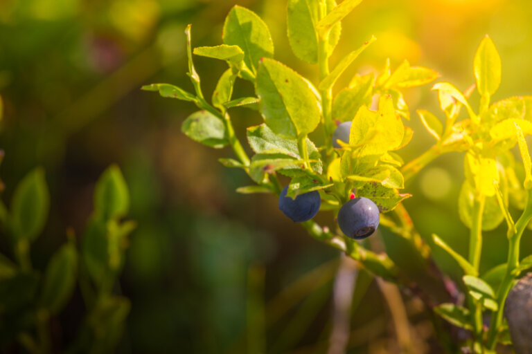 How to Get Rid of Mummy Berry Disease on Blueberry Bushes - Melissa K ...