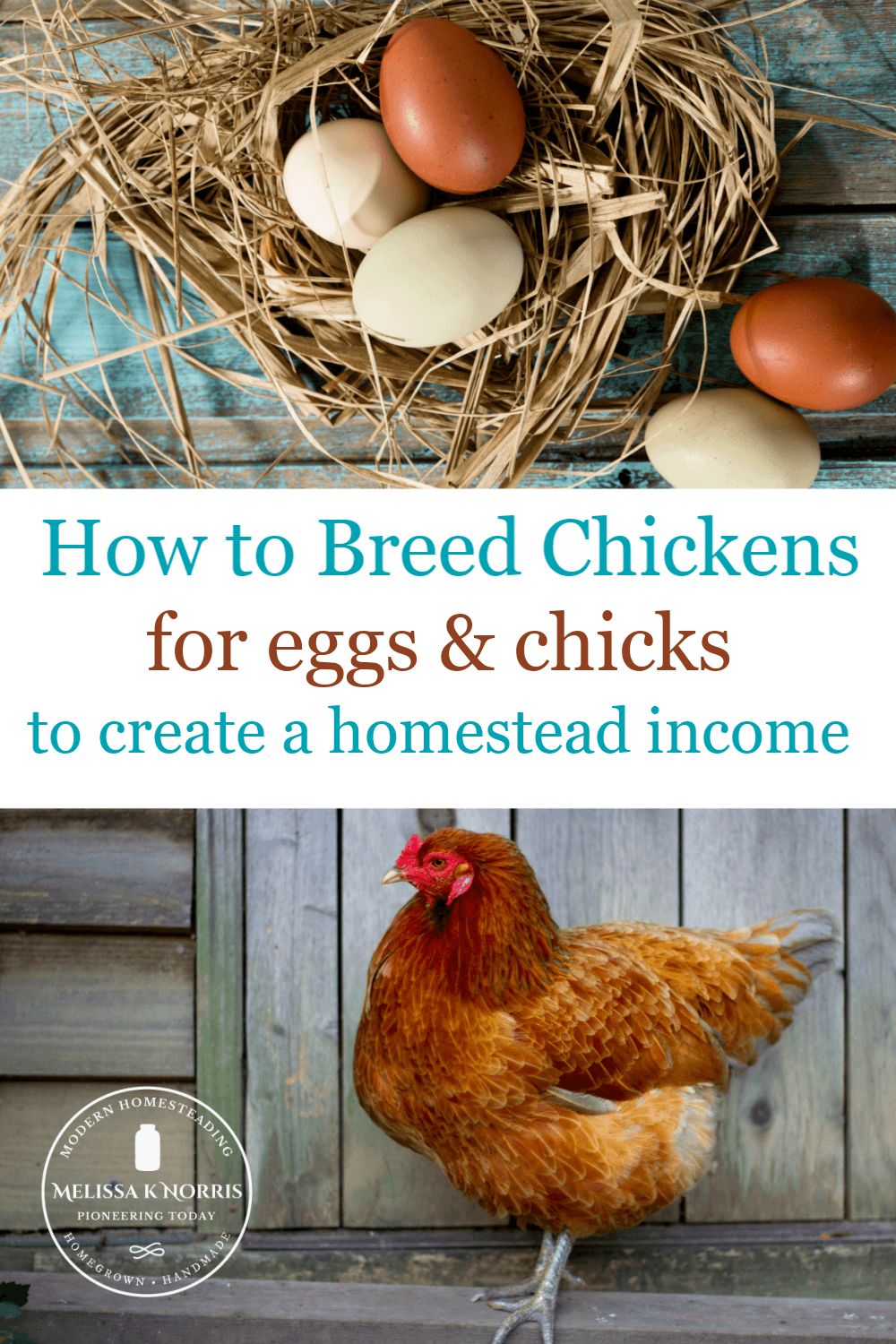 Breeding Chickens Naturally: Selective Breeding for Eggs & Chicks ...