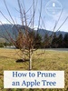 How to Prune Apple Trees in Winter - Melissa K. Norris