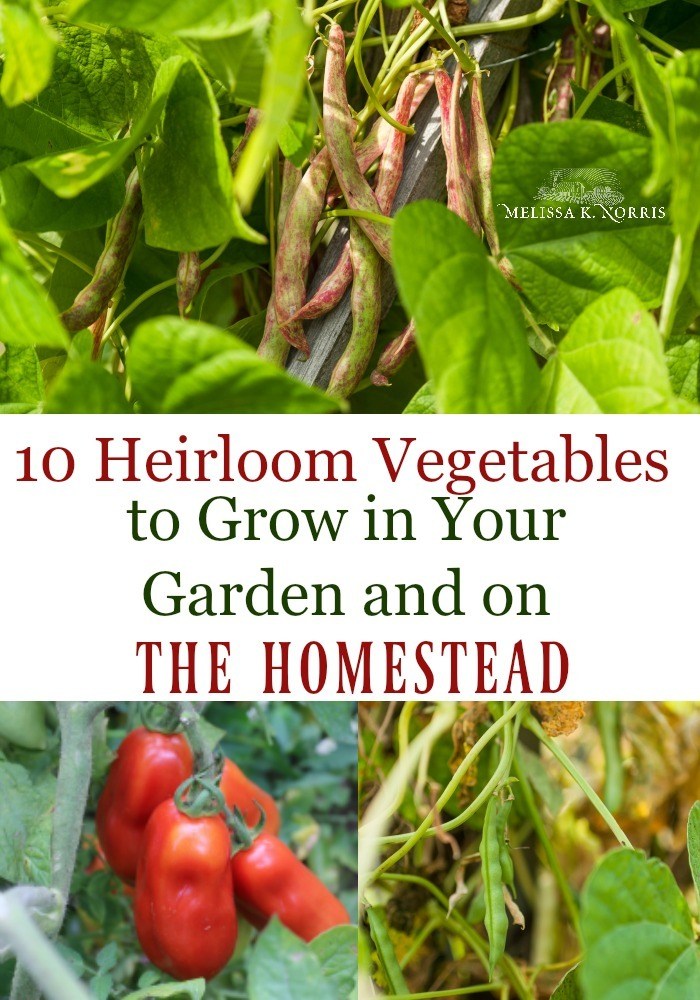 Best Heirloom Vegetables To Grow - Melissa K. Norris