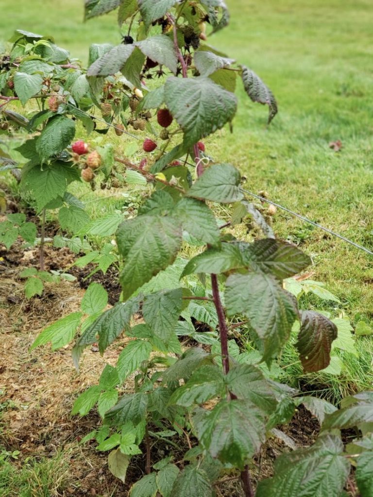 How to Care for Berry Plants in the Fall (to increase next year's ...