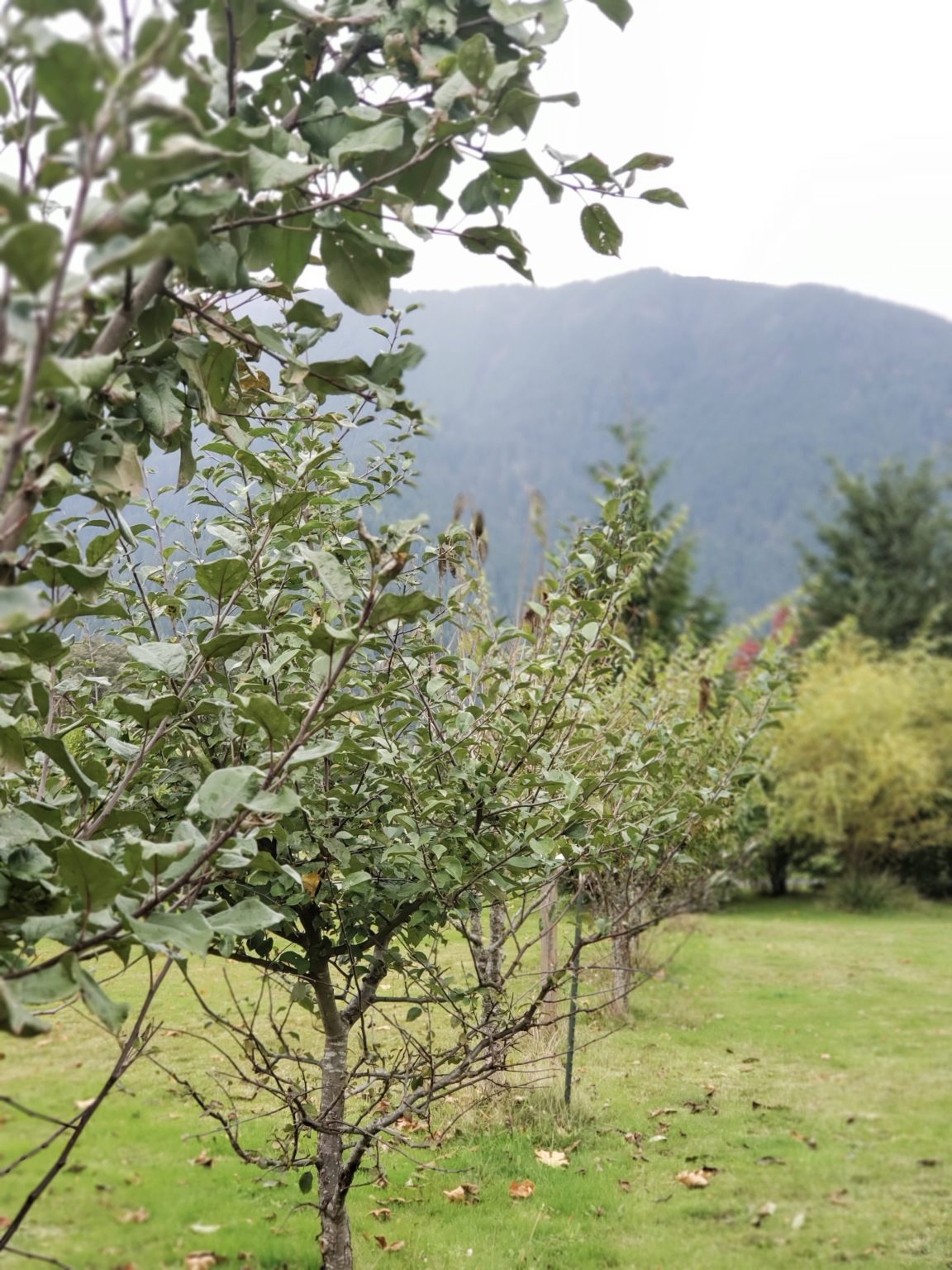 Silvopasture and Co-grazing for Sustainability and Productivity ...