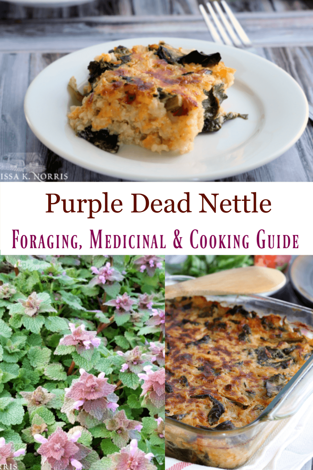 Purple Dead Nettle - Foraging, Medicinal, and Cooking Guide - Melissa K ...