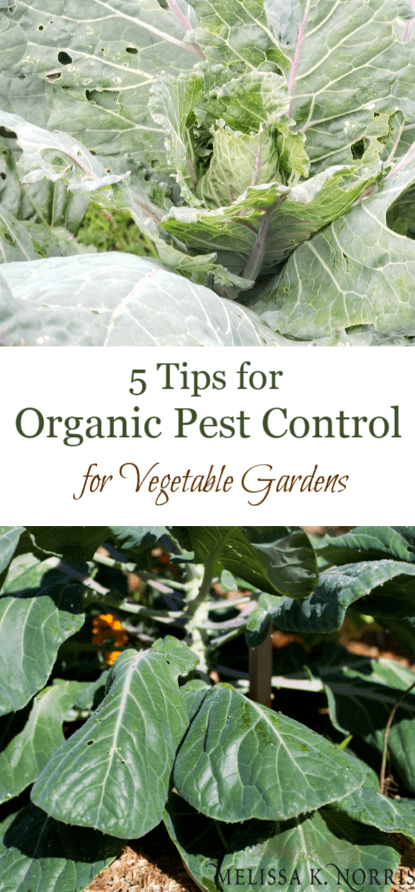 Organic Pest Control for the Garden - Melissa K. Norris
