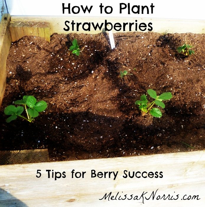 How to Plant Strawberries- 5 Tips to Success