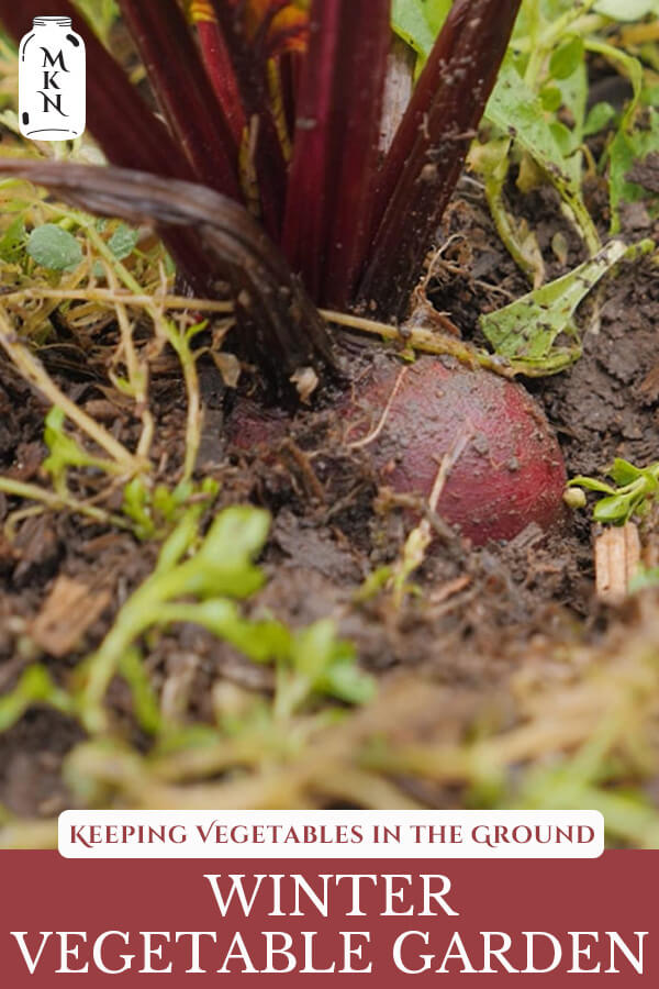 Winter Vegetable Garden: Storing Vegetables over Winter - Melissa K. Norris