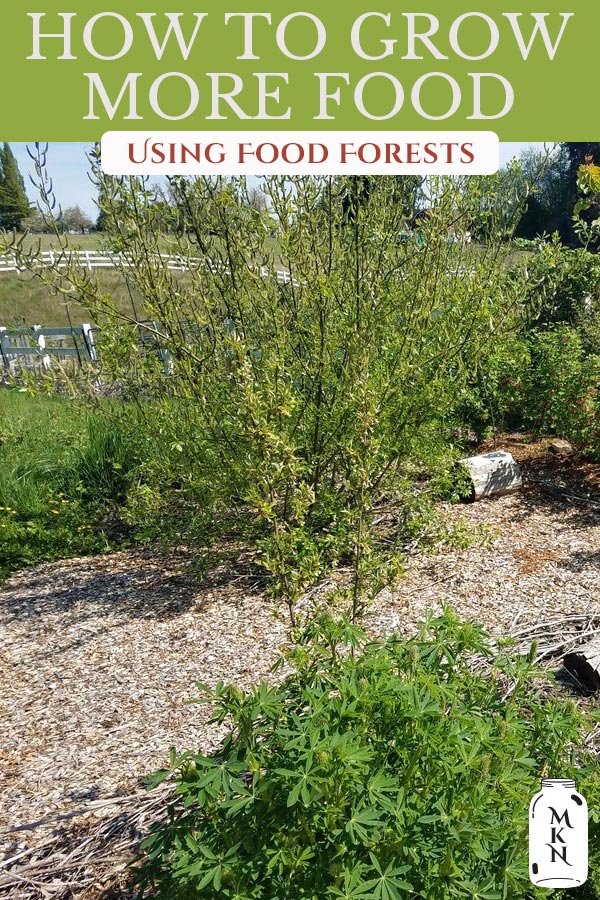 Ultimate Guide to Food Forests (Syntropic Agroforestry) - Melissa K. Norris