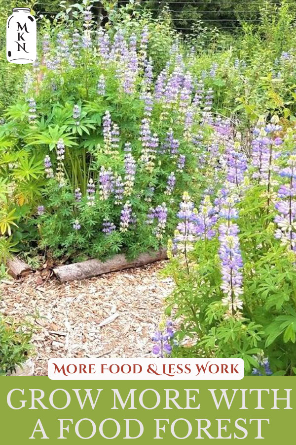 Ultimate Guide to Food Forests (Syntropic Agroforestry) - Melissa K. Norris