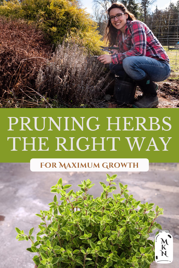 How to Prune Herbs & Perennials for Maximum Growth - Melissa K. Norris