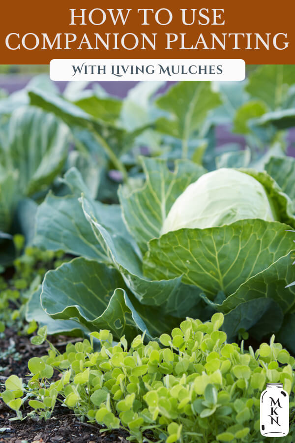 Science-Based Companion Planting Strategies for a Healthier Garden ...
