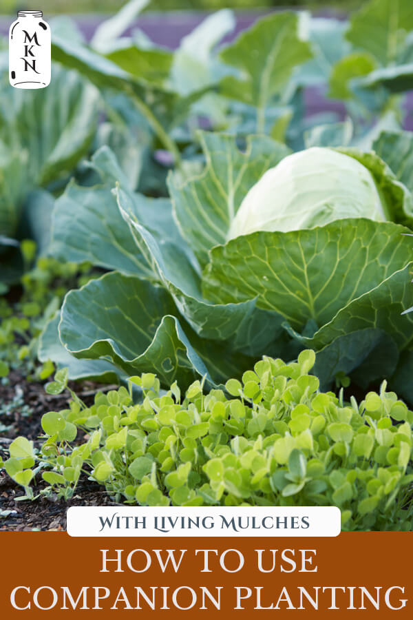 Science-Based Companion Planting Strategies for a Healthier Garden ...