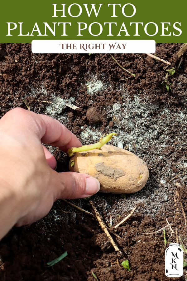 How to Grow Potatoes (+ Planting Tips) - Melissa K. Norris