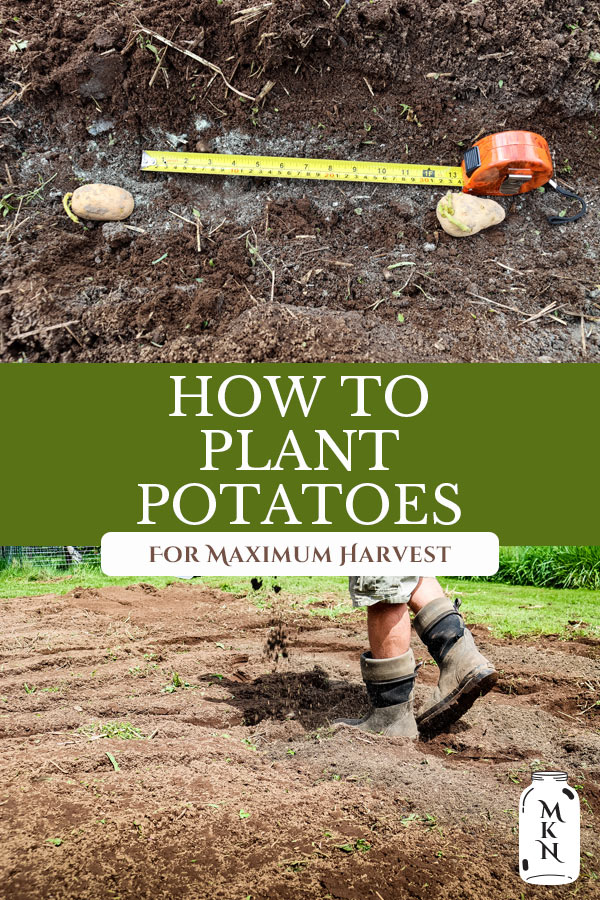 How to Grow Potatoes (+ Planting Tips) - Melissa K. Norris