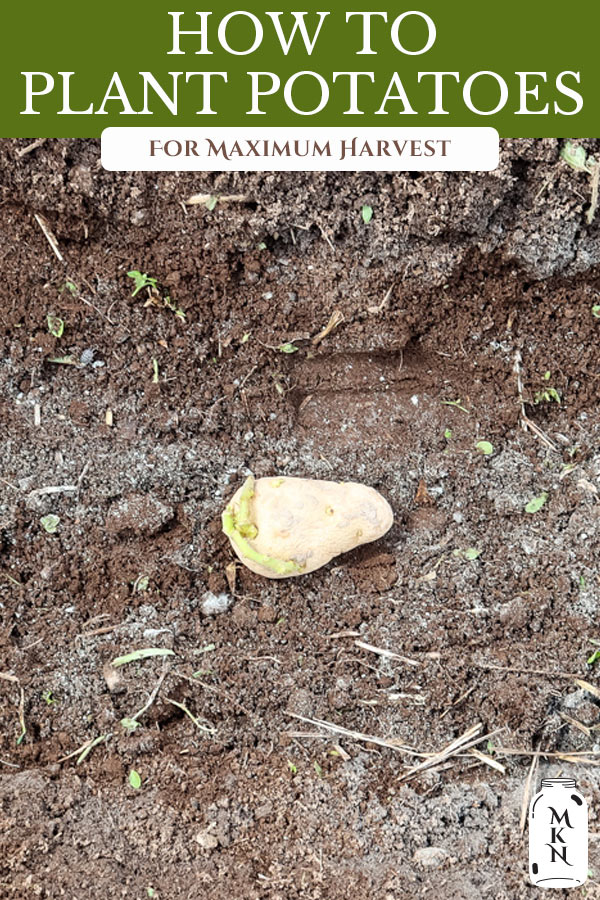 How to Grow Potatoes (+ Planting Tips) - Melissa K. Norris