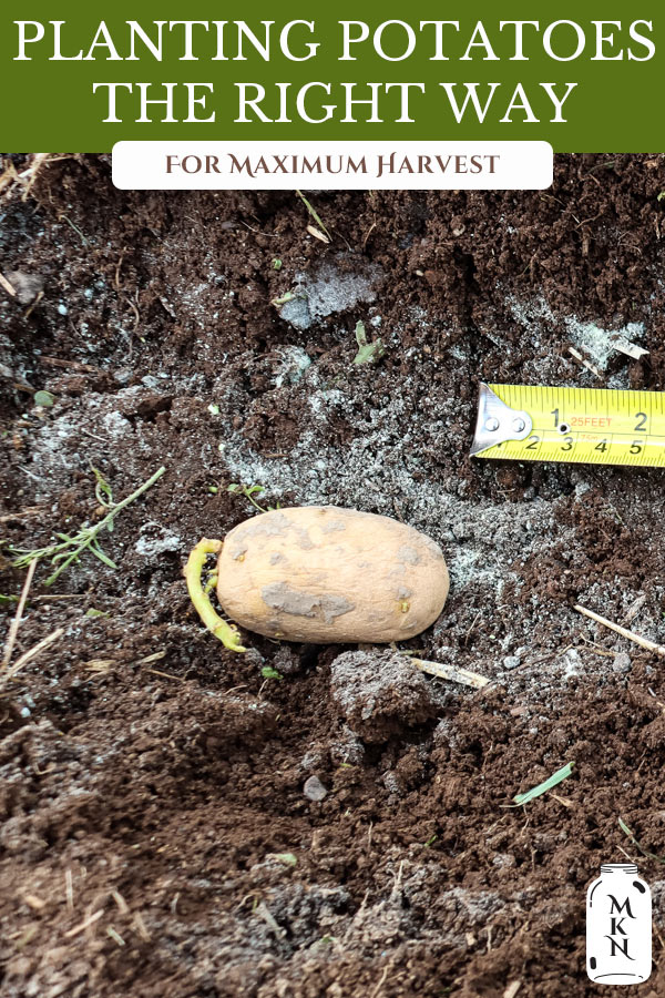 How to Grow Potatoes (+ Planting Tips) - Melissa K. Norris