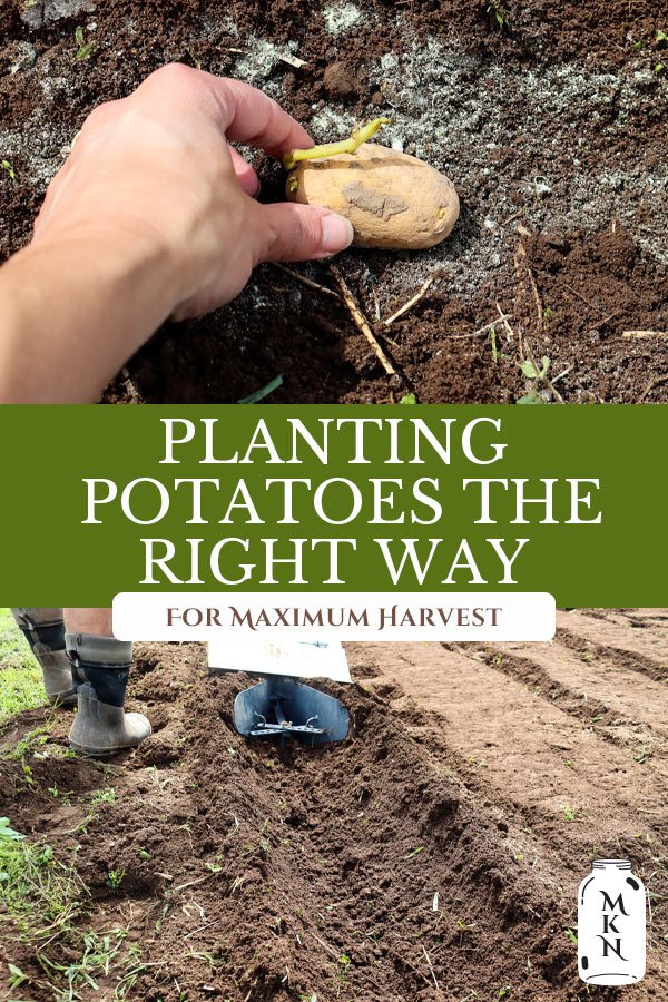 How to Grow Potatoes (+ Planting Tips) - Melissa K. Norris