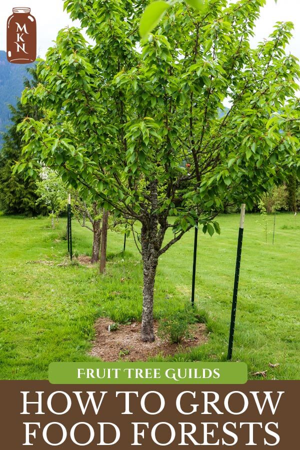 Planting a Fruit Tree Guild - Melissa K. Norris