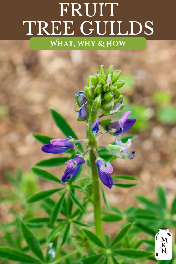 Planting a Fruit Tree Guild - Melissa K. Norris