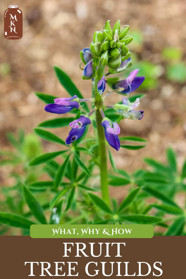 Planting a Fruit Tree Guild - Melissa K. Norris