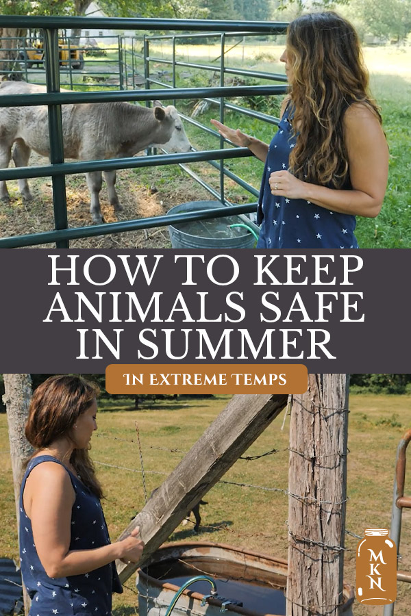 How to Keep Animals Cool in Hot Weather - Melissa K. Norris