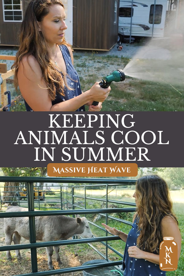 How to Keep Animals Cool in Hot Weather - Melissa K. Norris