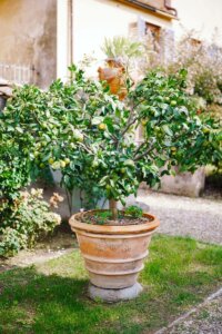 Growing Fruit Trees in Pots (Tips For Success) - Melissa K. Norris