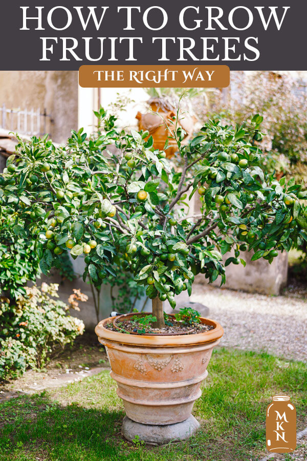 Growing Fruit Trees in Pots (Tips For Success) - Melissa K. Norris
