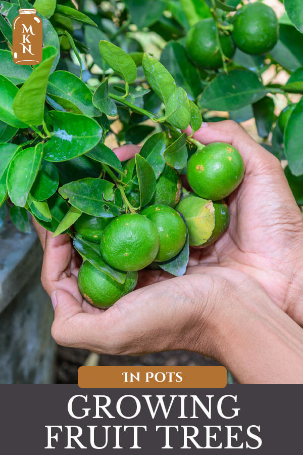 Growing Fruit Trees in Pots (Tips For Success) - Melissa K. Norris