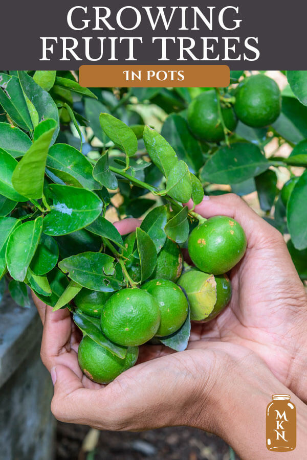 Growing Fruit Trees in Pots (Tips For Success) - Melissa K. Norris