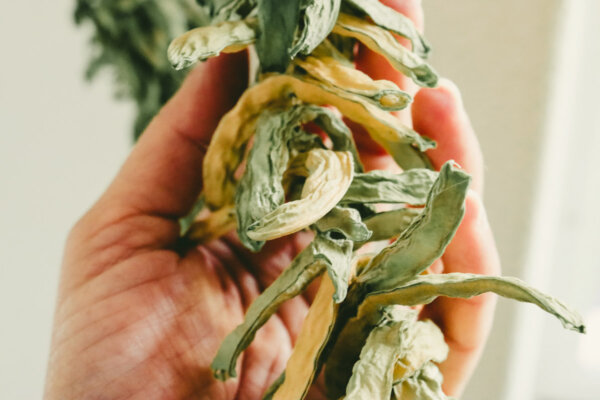 Leather Britches Green Beans (200-Year-Old Preservation Method)