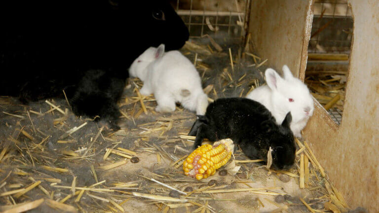 Everything You Need to Know About Raising Rabbits for Meat - Melissa K ...
