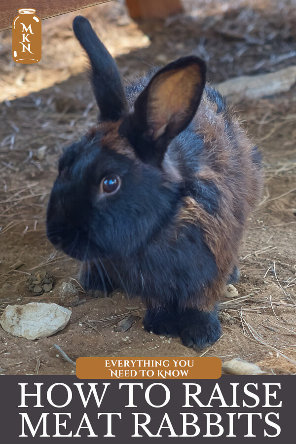 Everything You Need to Know About Raising Rabbits for Meat - Melissa K ...