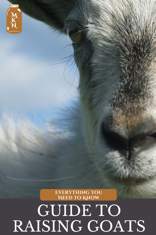 A Guide to Raising Goats for Dairy - Melissa K Norris