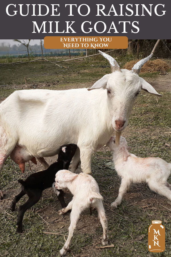 A Guide to Raising Goats for Dairy - Melissa K Norris