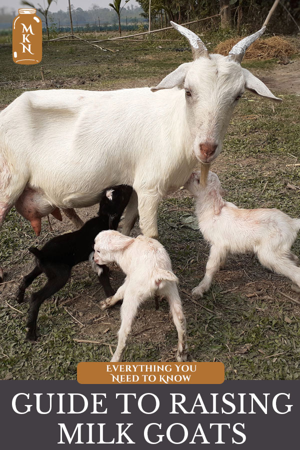 A Guide to Raising Goats for Dairy - Melissa K Norris