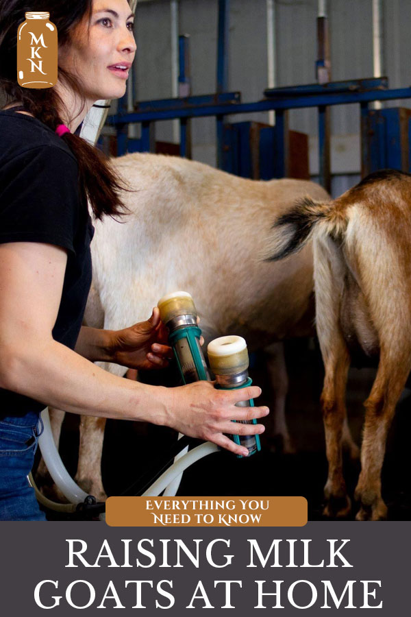 A Guide to Raising Goats for Dairy - Melissa K Norris