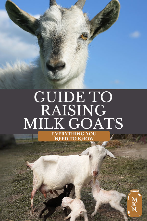 A Guide to Raising Goats for Dairy - Melissa K Norris