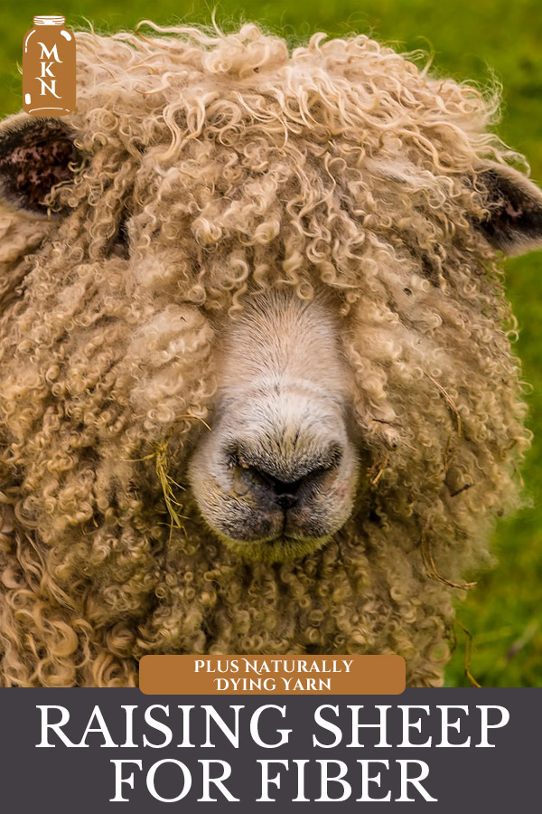 Raising Sheep for Fiber & Naturally Dyeing Wool - Melissa K. Norris
