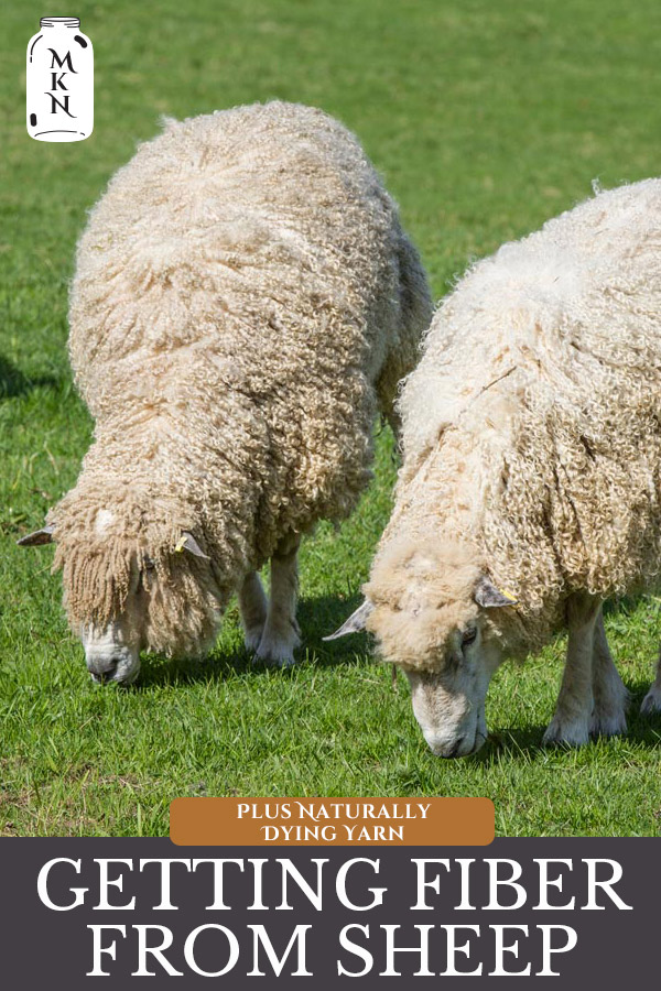 Raising Sheep for Fiber & Naturally Dyeing Wool - Melissa K. Norris