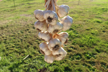 How to Braid Garlic (Step-By-Step Photos) - Melissa K. Norris