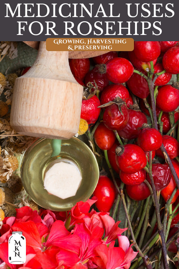 Benefits of Rosehips (Harvesting & Medicinal Uses) - Melissa K Norris