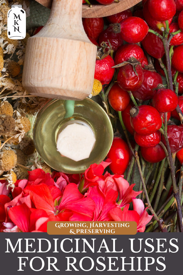 Benefits of Rosehips (Harvesting & Medicinal Uses) - Melissa K Norris