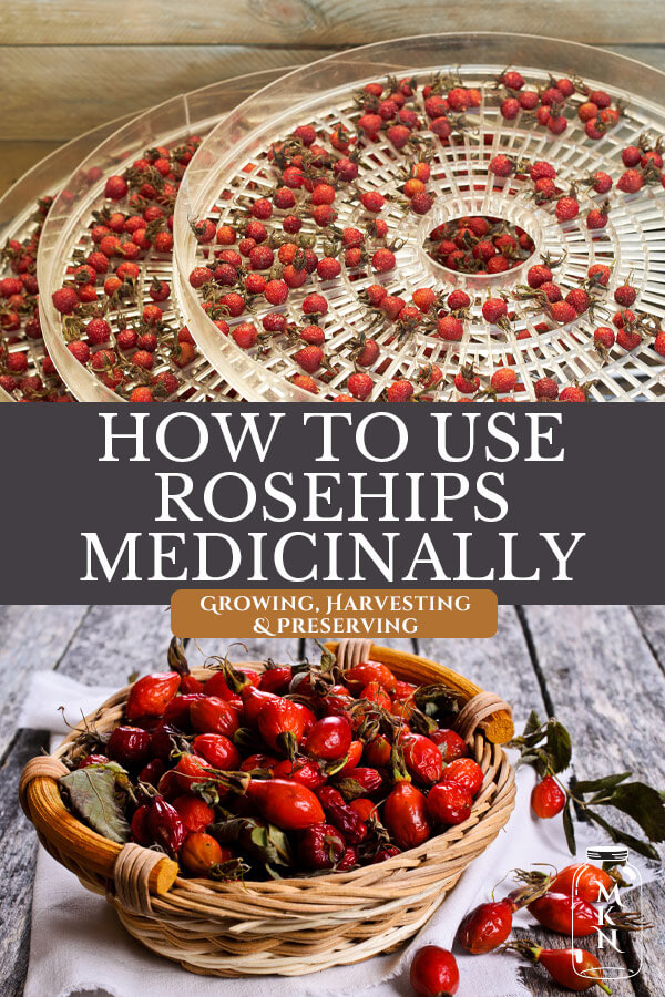 Benefits of Rosehips (Harvesting & Medicinal Uses) - Melissa K Norris