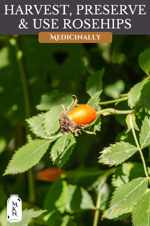 Benefits of Rosehips (Harvesting & Medicinal Uses) - Melissa K Norris