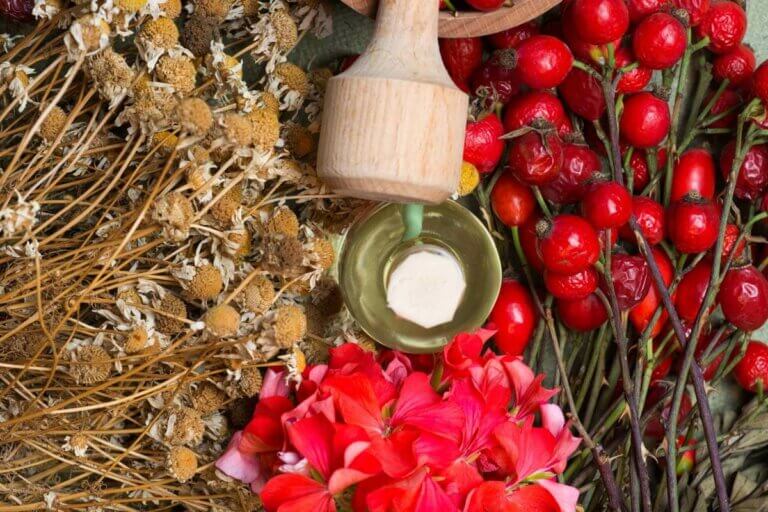 Benefits of Rosehips (Harvesting & Medicinal Uses) - Melissa K Norris