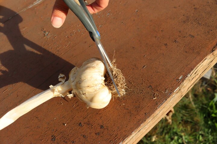 How to Braid Garlic (Step-By-Step Photos) - Melissa K. Norris