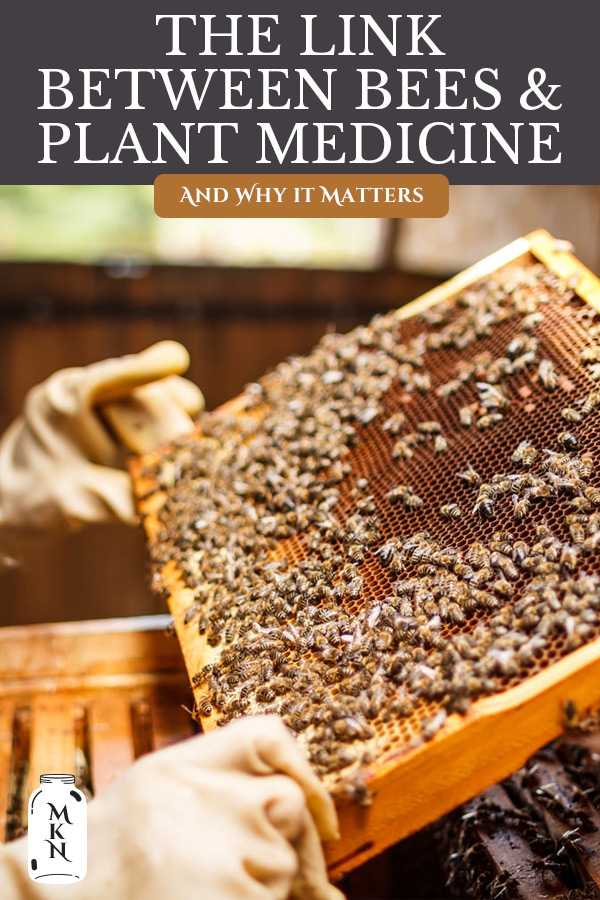 The Link Between Honeybees & Plant Medicine - Melissa K. Norris