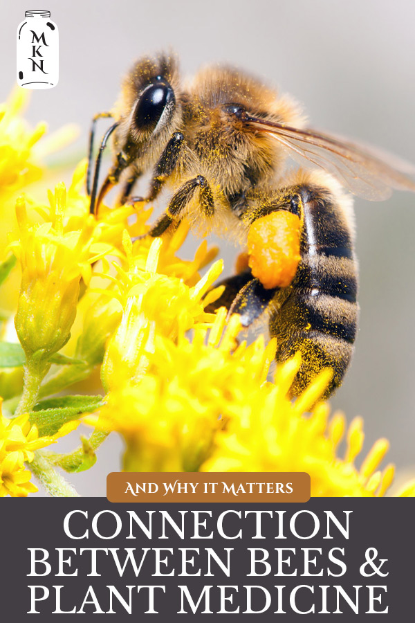 The Link Between Honeybees & Plant Medicine - Melissa K. Norris