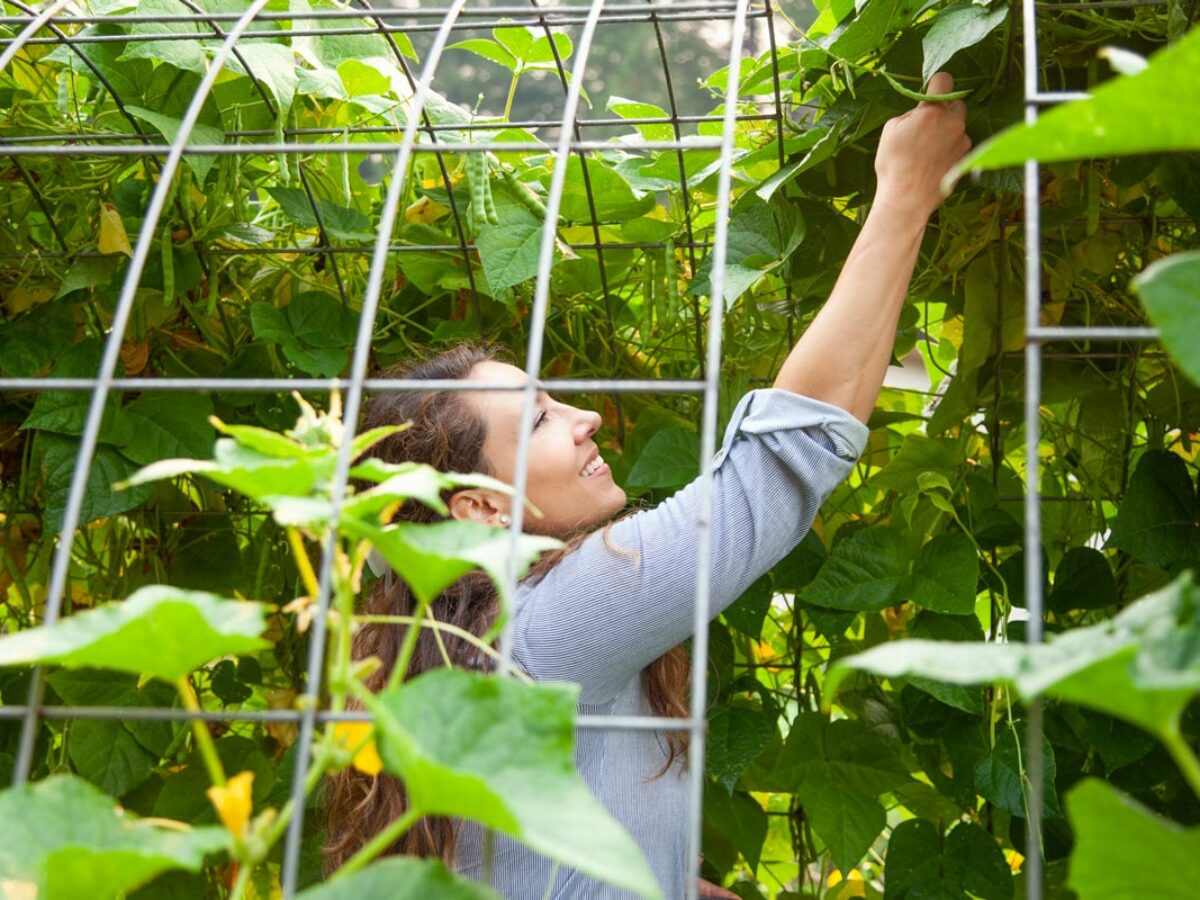 How to Grow (and When to Pick) Pole Beans - Melissa K. Norris